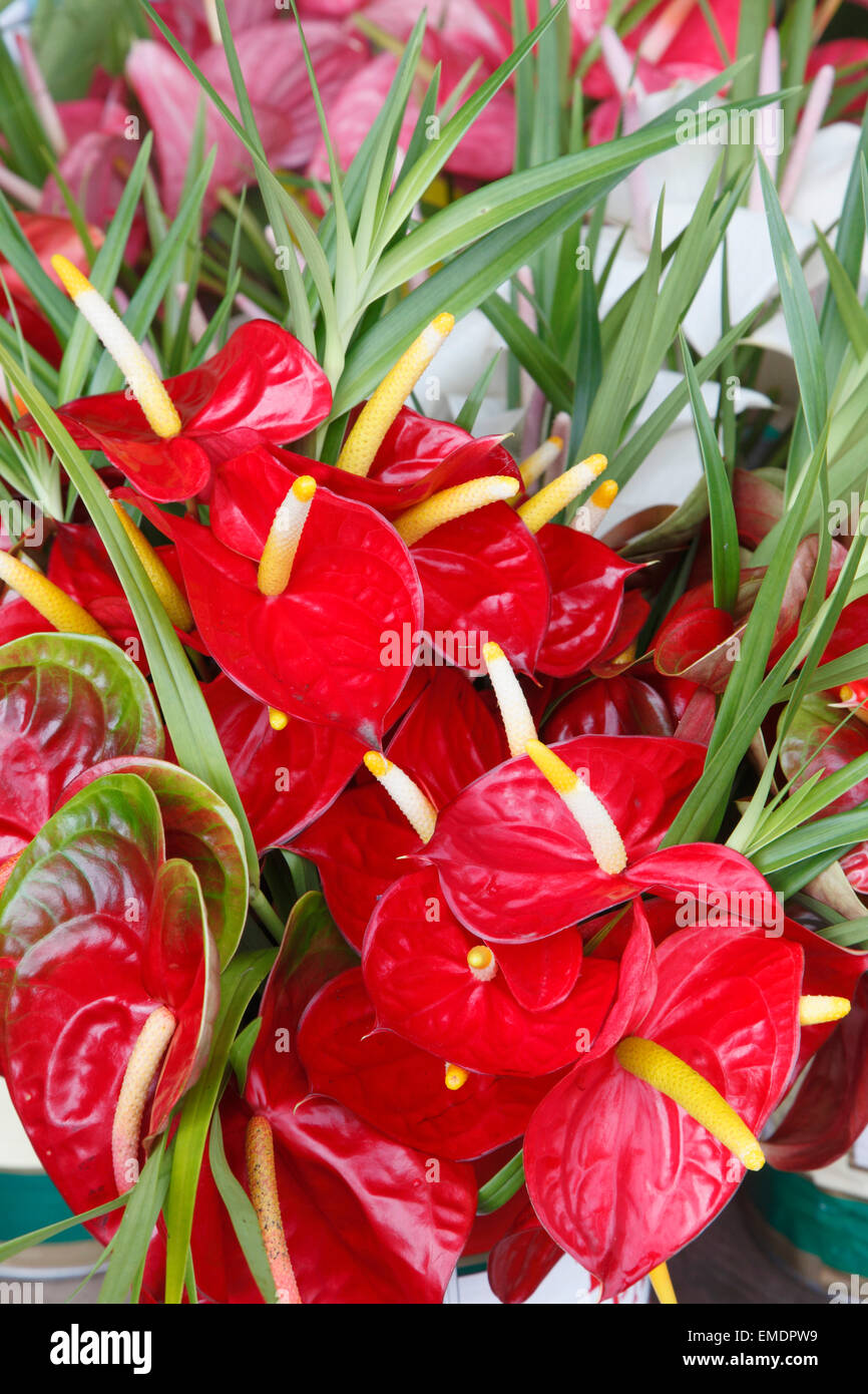 Hawaii, Big Island, Hilo, market, flowers, anthurium Stock Photo - Alamy