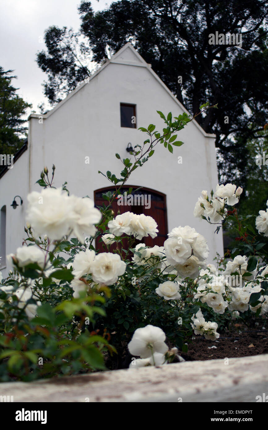 White roses by church Stock Photo - Alamy