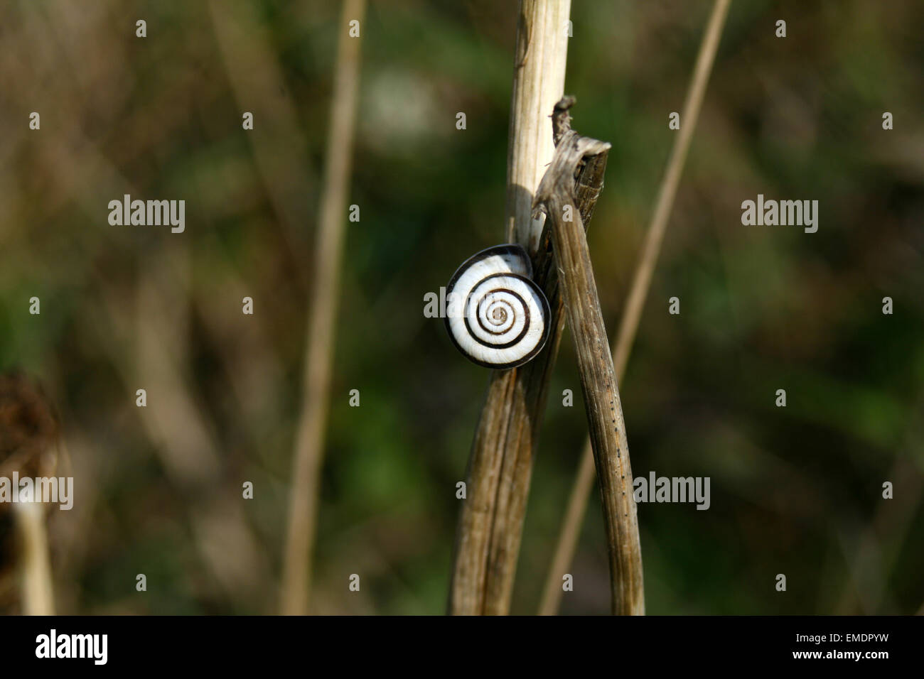 White snail shell Stock Photo - Alamy