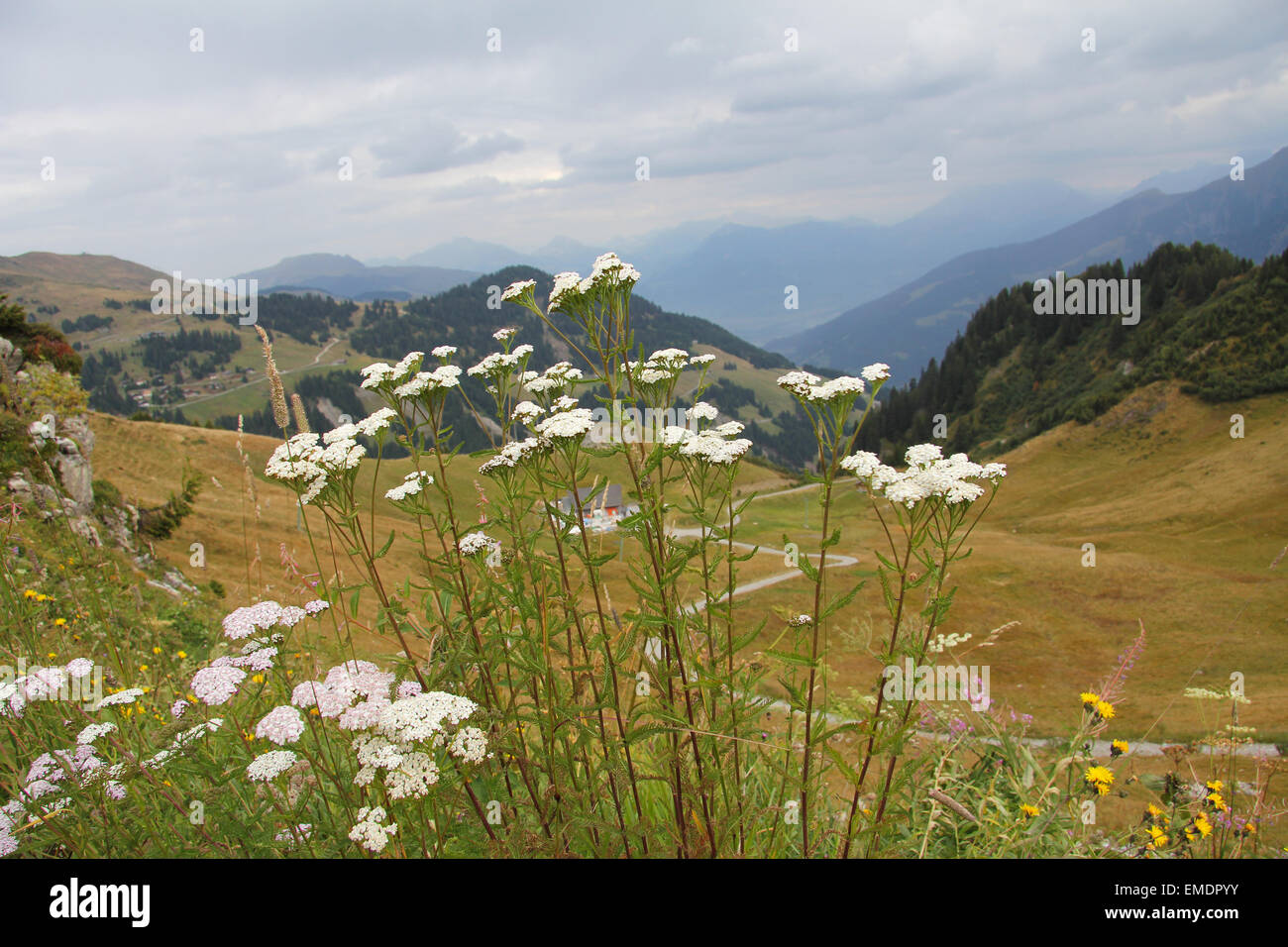 Wild flowers and swiss alps Stock Photo - Alamy