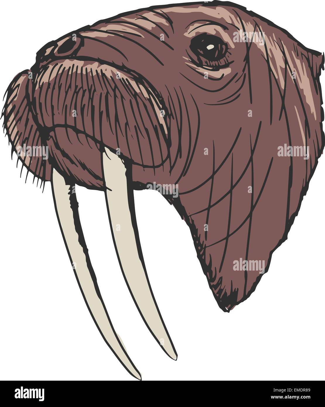 Walrus cartoon hi-res stock photography and images - Alamy