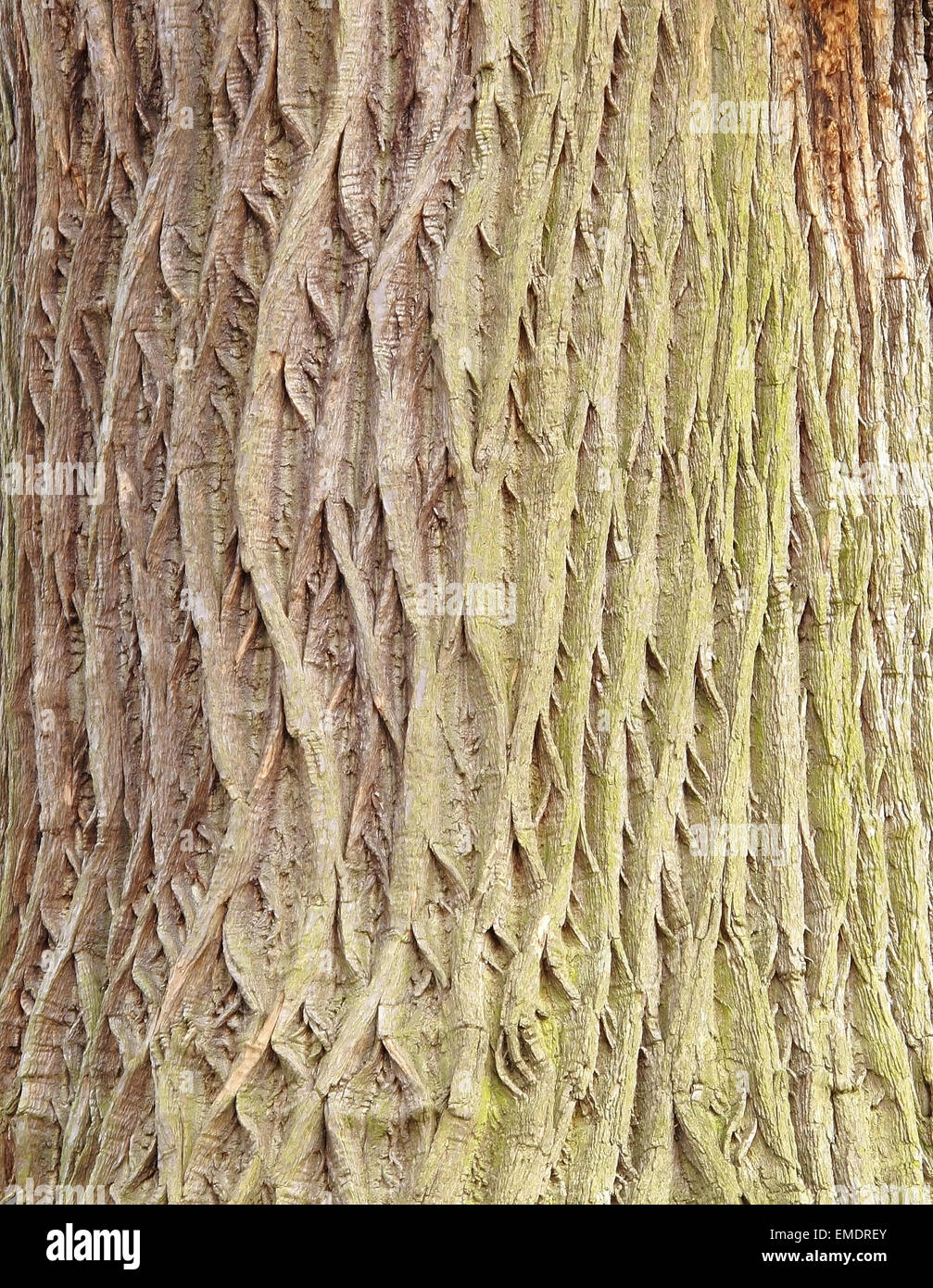 the texture of old tree bark Stock Photo - Alamy