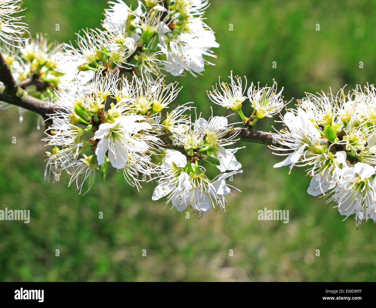 Blackthorn shrub hi-res stock photography and images - Alamy