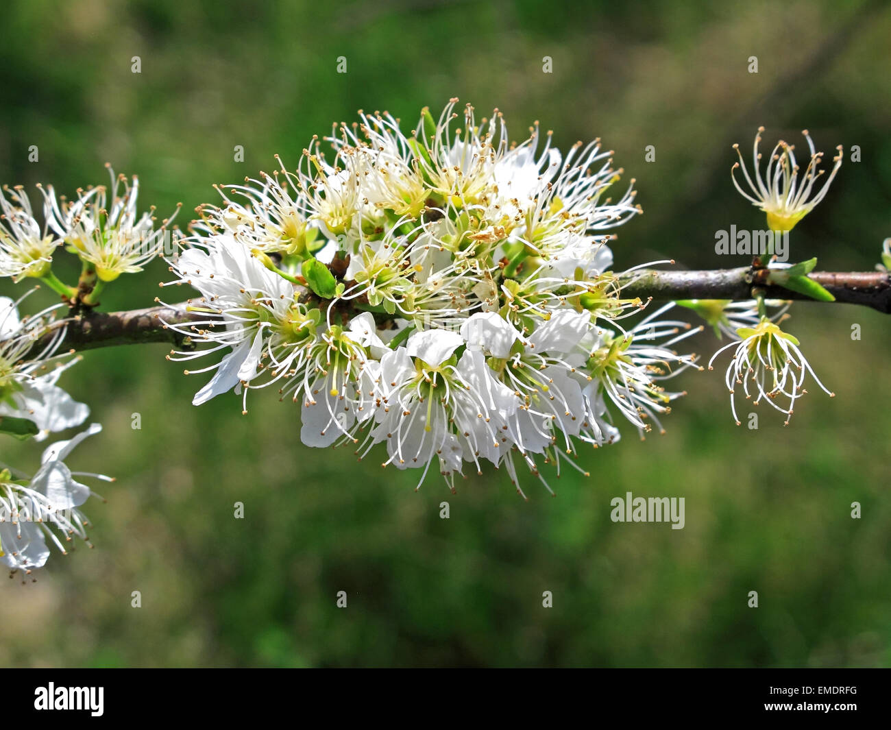 Beautiful flowers of the Blackthorn shrub Stock Photo - Alamy