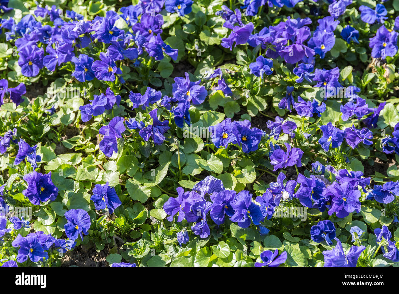 Spring violet flowers hi-res stock photography and images - Alamy