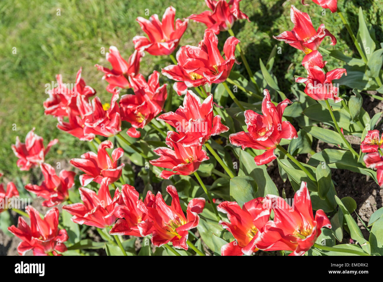 Field in springtime hi-res stock photography and images - Alamy