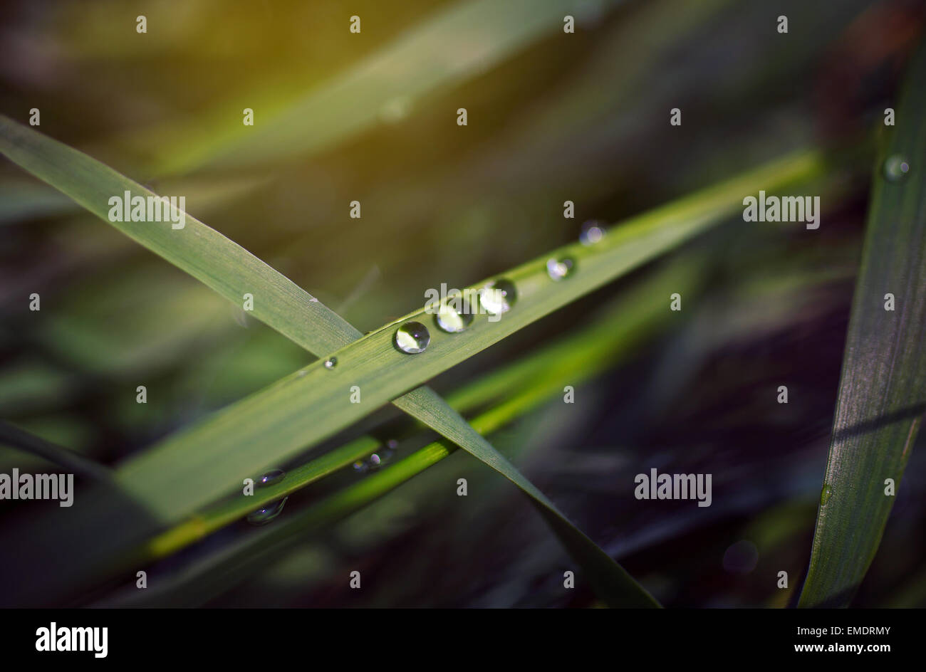 drops of dew Stock Photo - Alamy