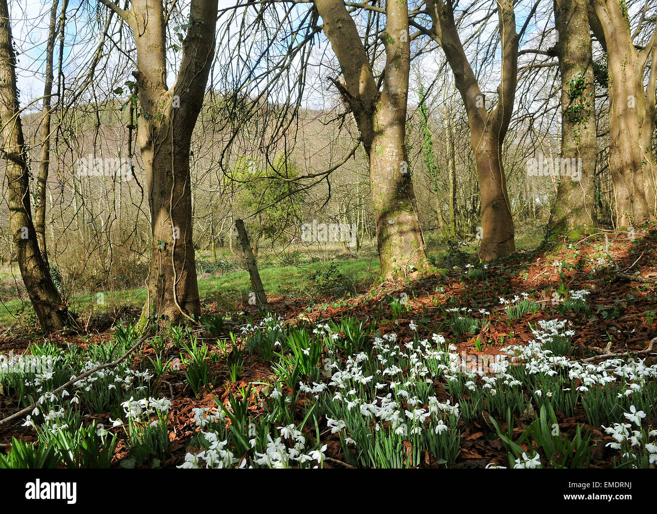 Taw valley devon hi-res stock photography and images - Alamy