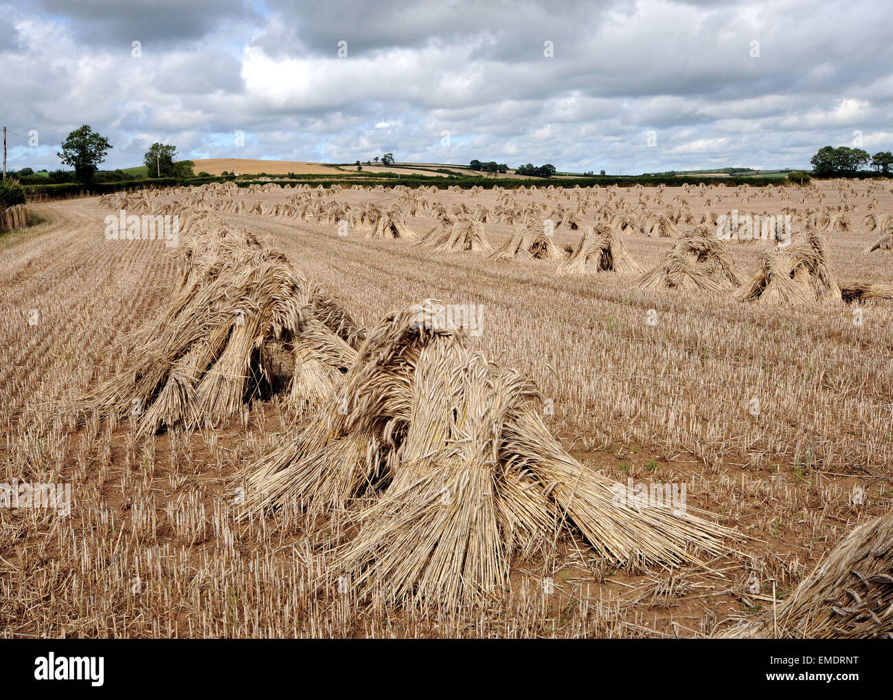 Stooked Corn in a North Devon Field Stock Photo - Alamy