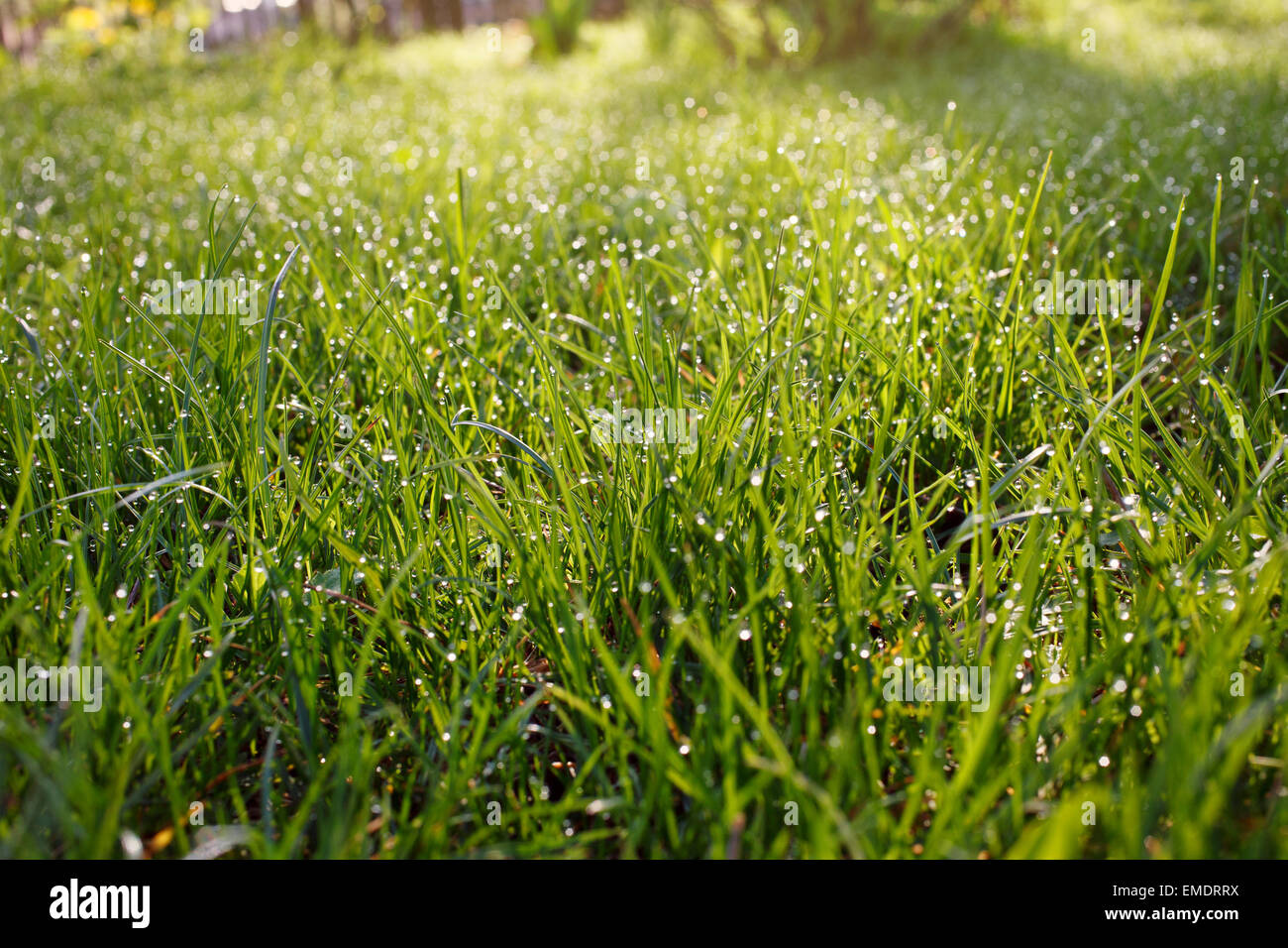 Raindrops on grass hi-res stock photography and images - Alamy