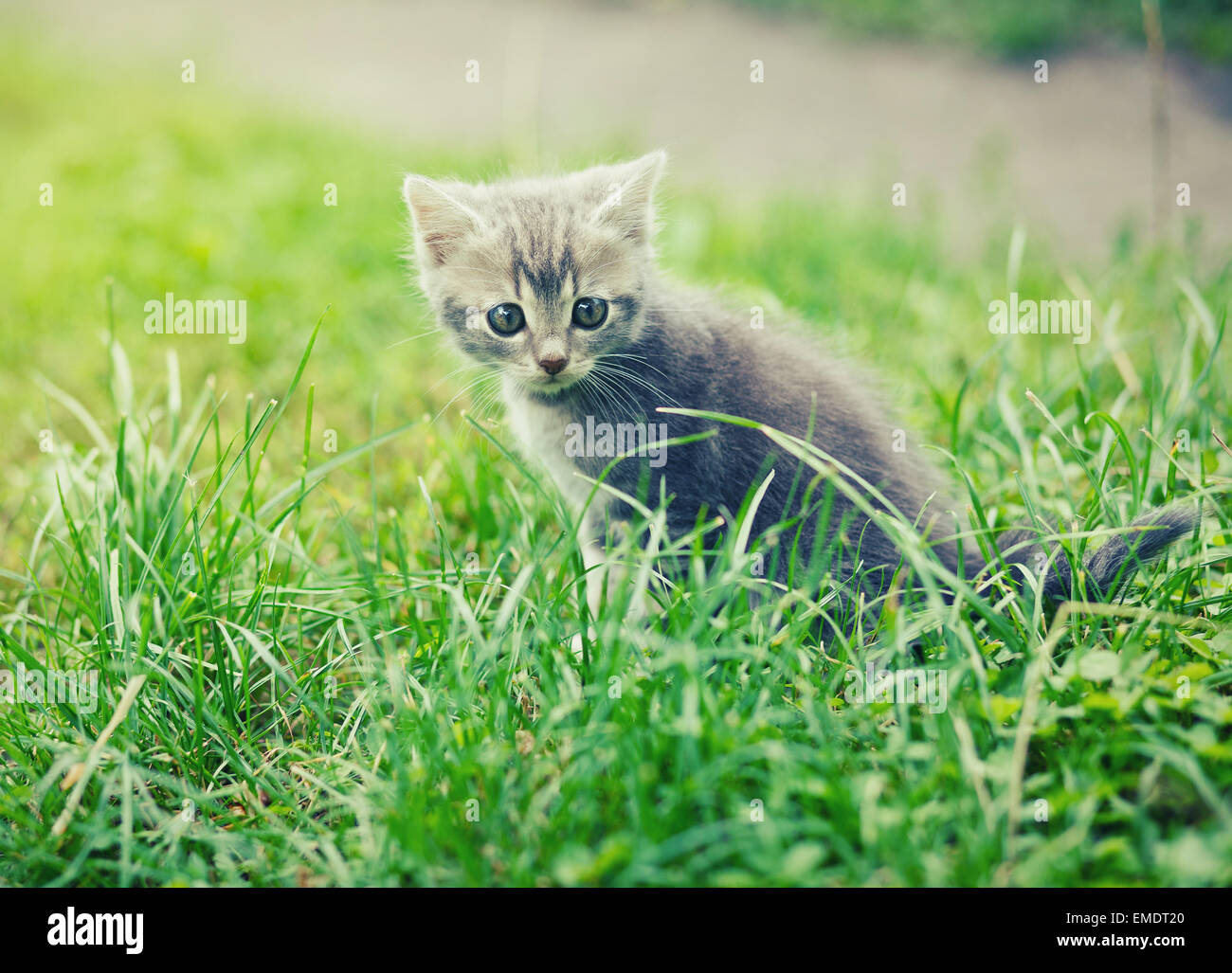 Gray kitten hi-res stock photography and images - Alamy