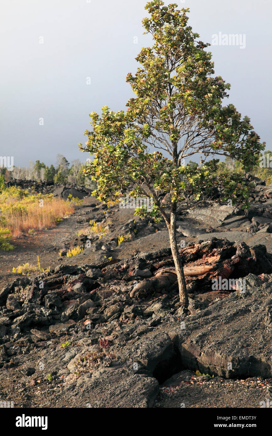 Hawaii, Big Island, Hawaii Volcanoes National Park, tree growing in a ...