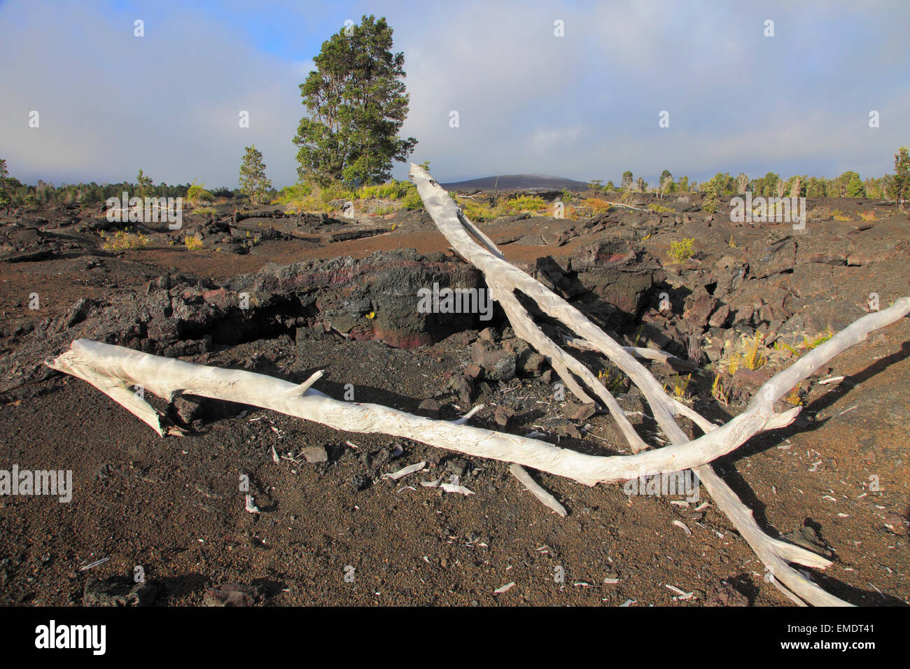 Hawaii, Big Island, Hawaii Volcanoes National Park, tree in a frozen ...