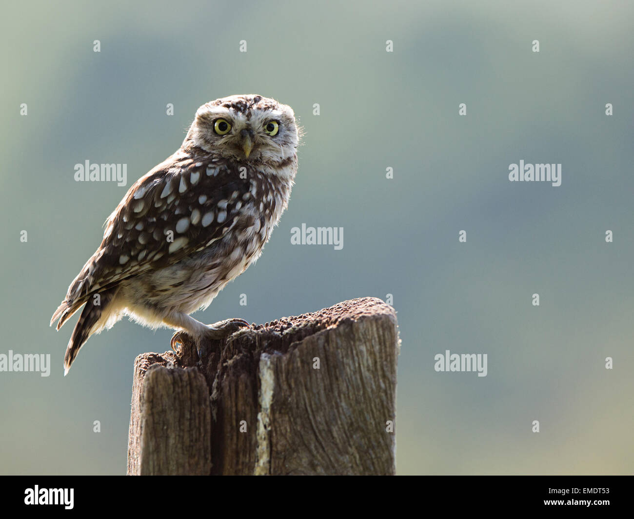 Backl lit hi-res stock photography and images - Alamy