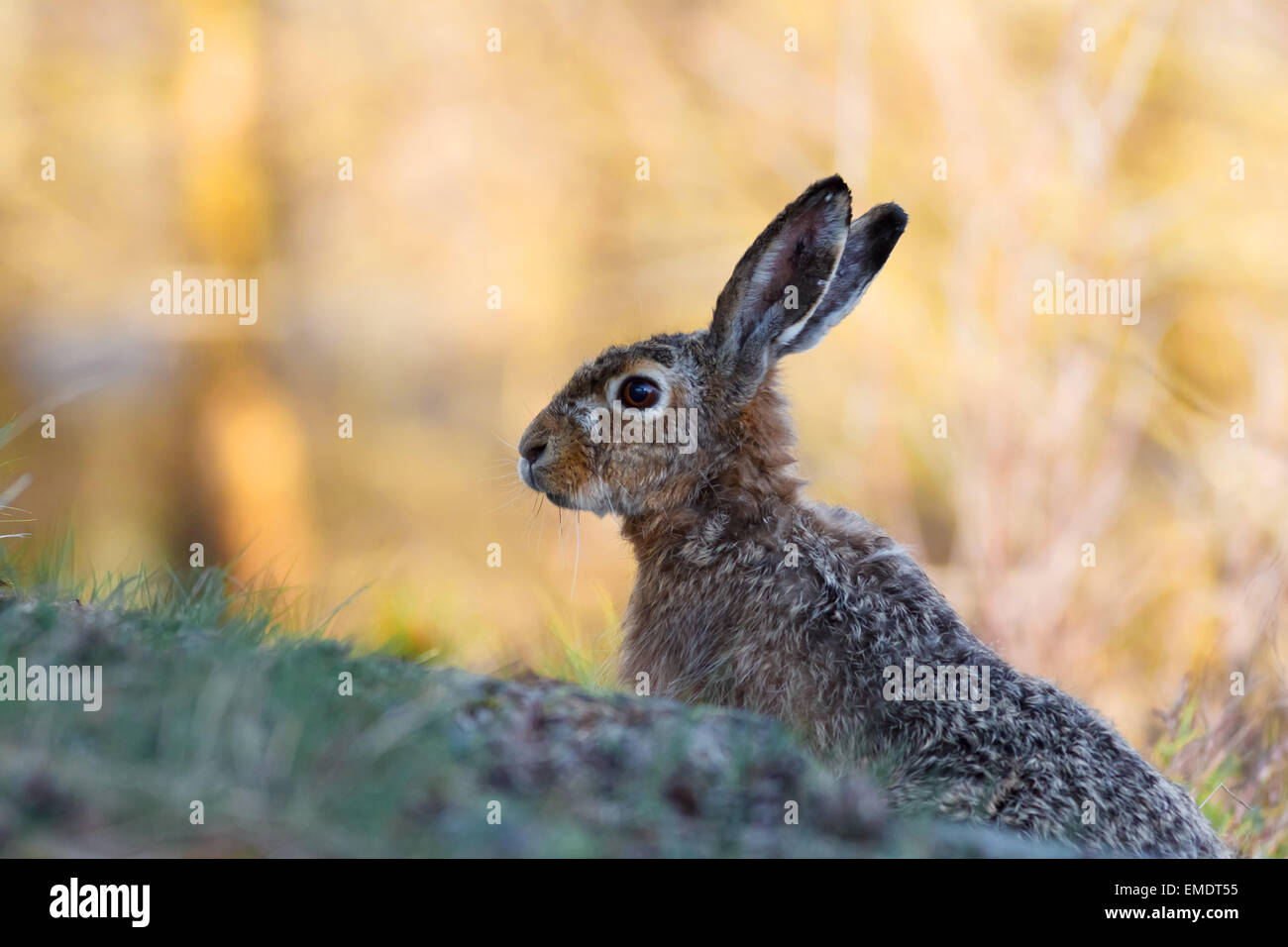 European hare in profile with yellow background Stock Photo - Alamy