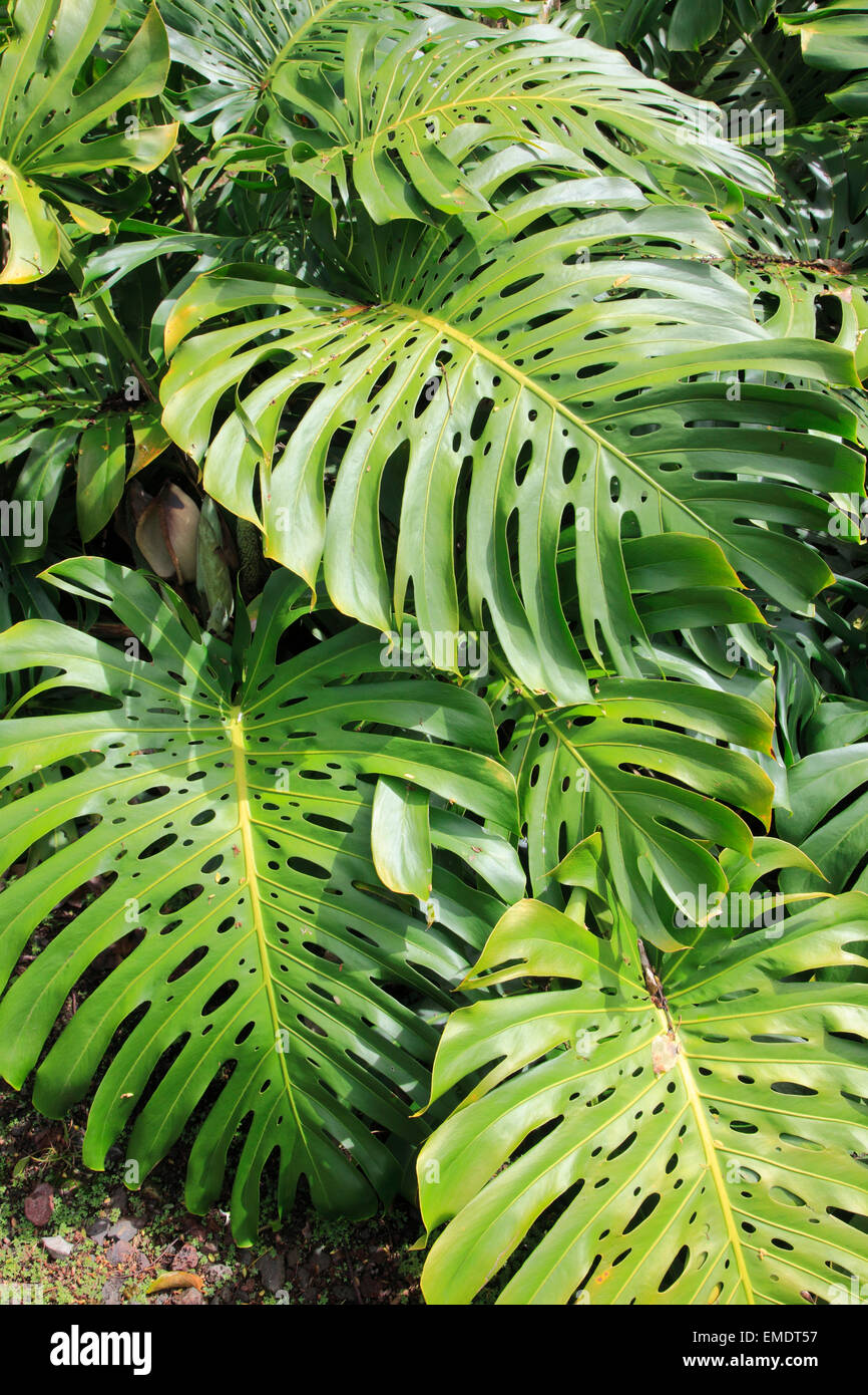 Hawaii, Big Island, Lava Tree State Monument, tropical rainforest Stock ...