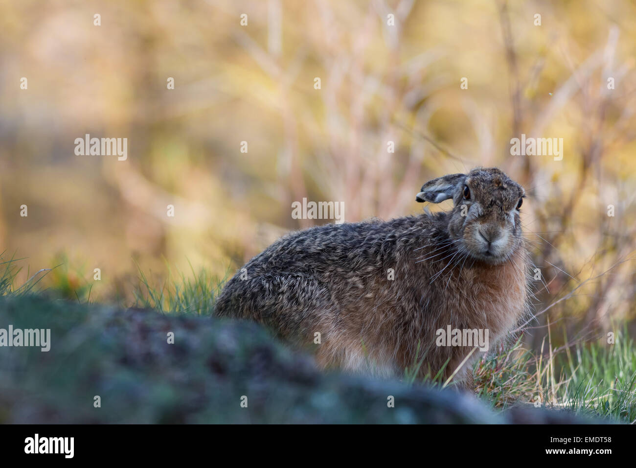 European hare in profile with yellow background Stock Photo - Alamy