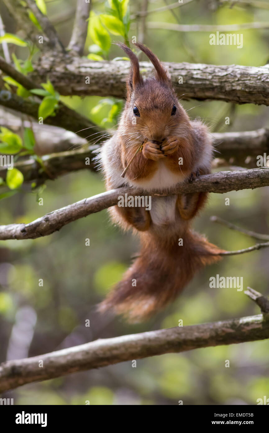 Beautiful eurasian red squirrel hi-res stock photography and images - Alamy