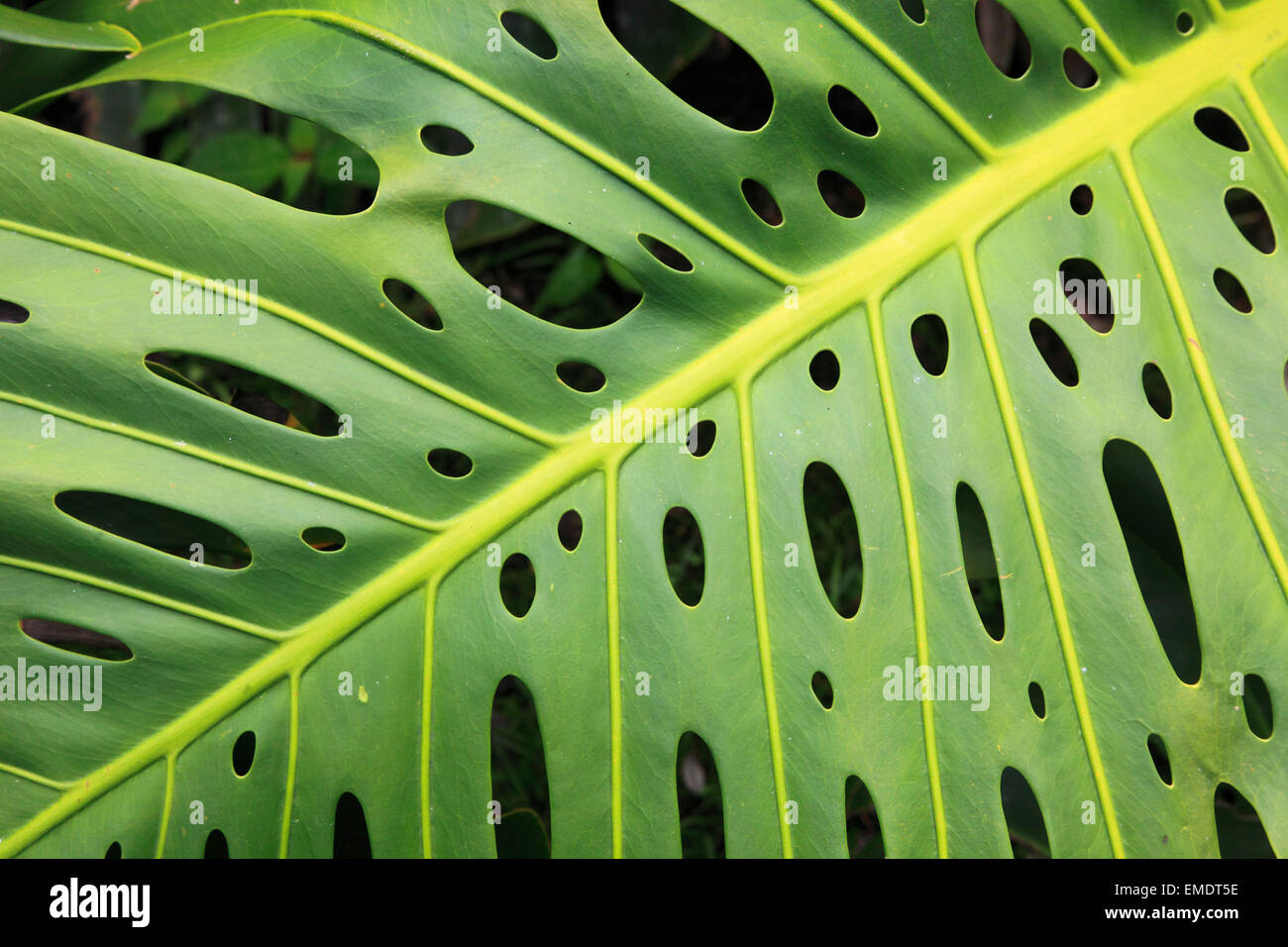 Hawaii, Big Island, Lava Tree State Monument, tropical rainforest, leaf ...