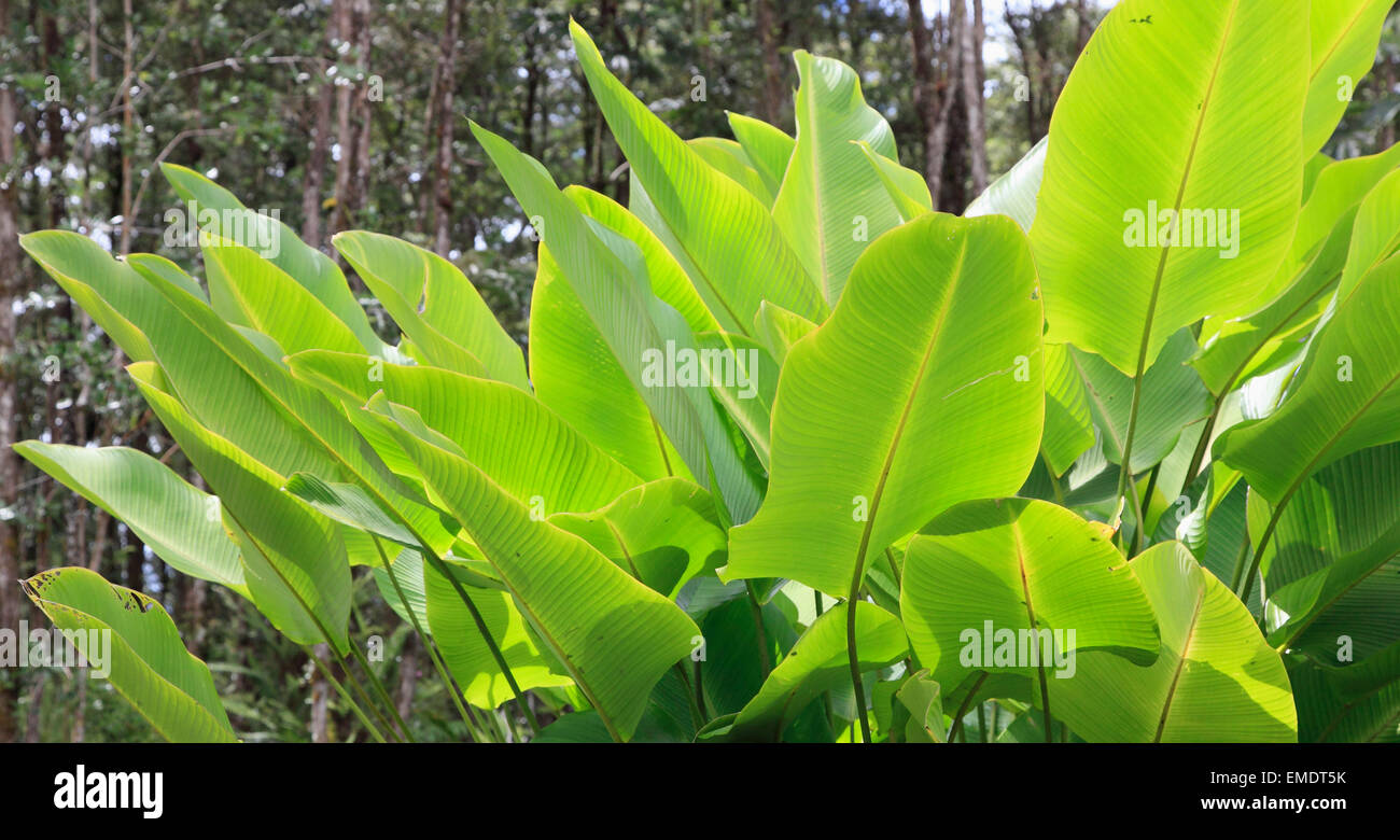 Hawaii, Big Island, Lava Tree State Monument, tropical rainforest ...
