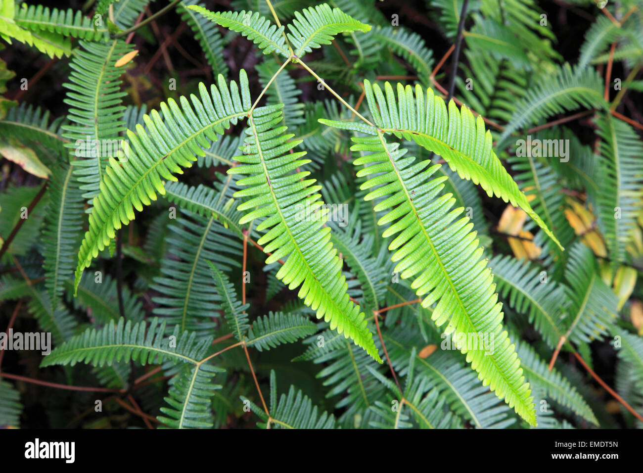 Hawaii, Big Island, Lava Tree State Monument, tropical rainforest, fern ...