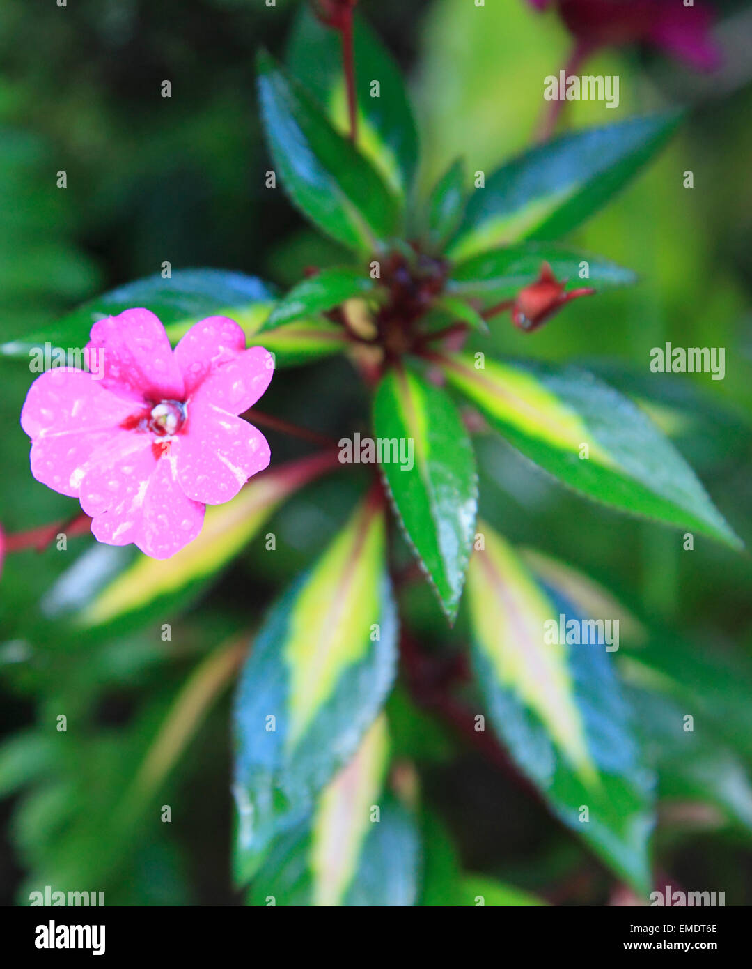 Garden flower hi-res stock photography and images - Alamy