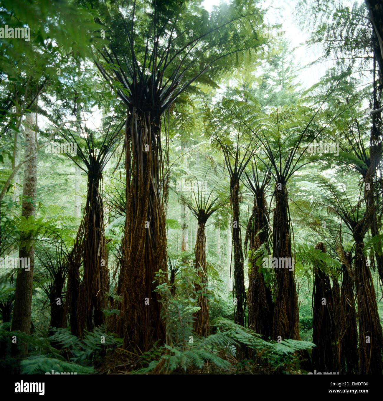 Rotorua New Zealand Exotic Pine Plantation Tree Ferns Stock Photo - Alamy