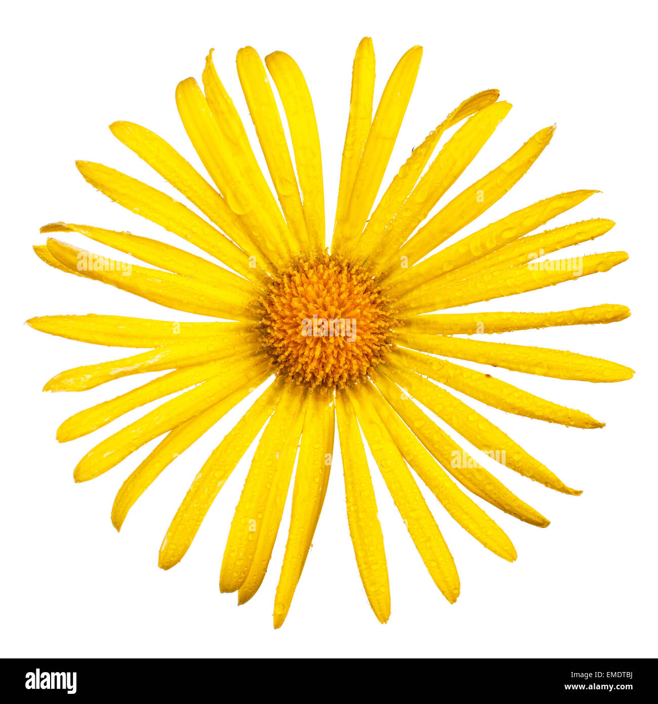 Yellow flower daisy with dew drops isolated on white background Stock ...