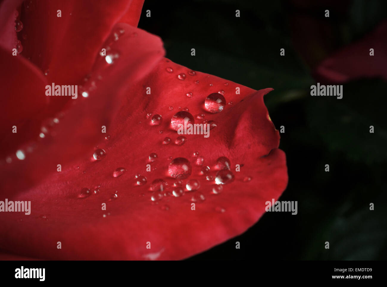 Beautiful drops of dew on the leaves of red roses Stock Photo - Alamy