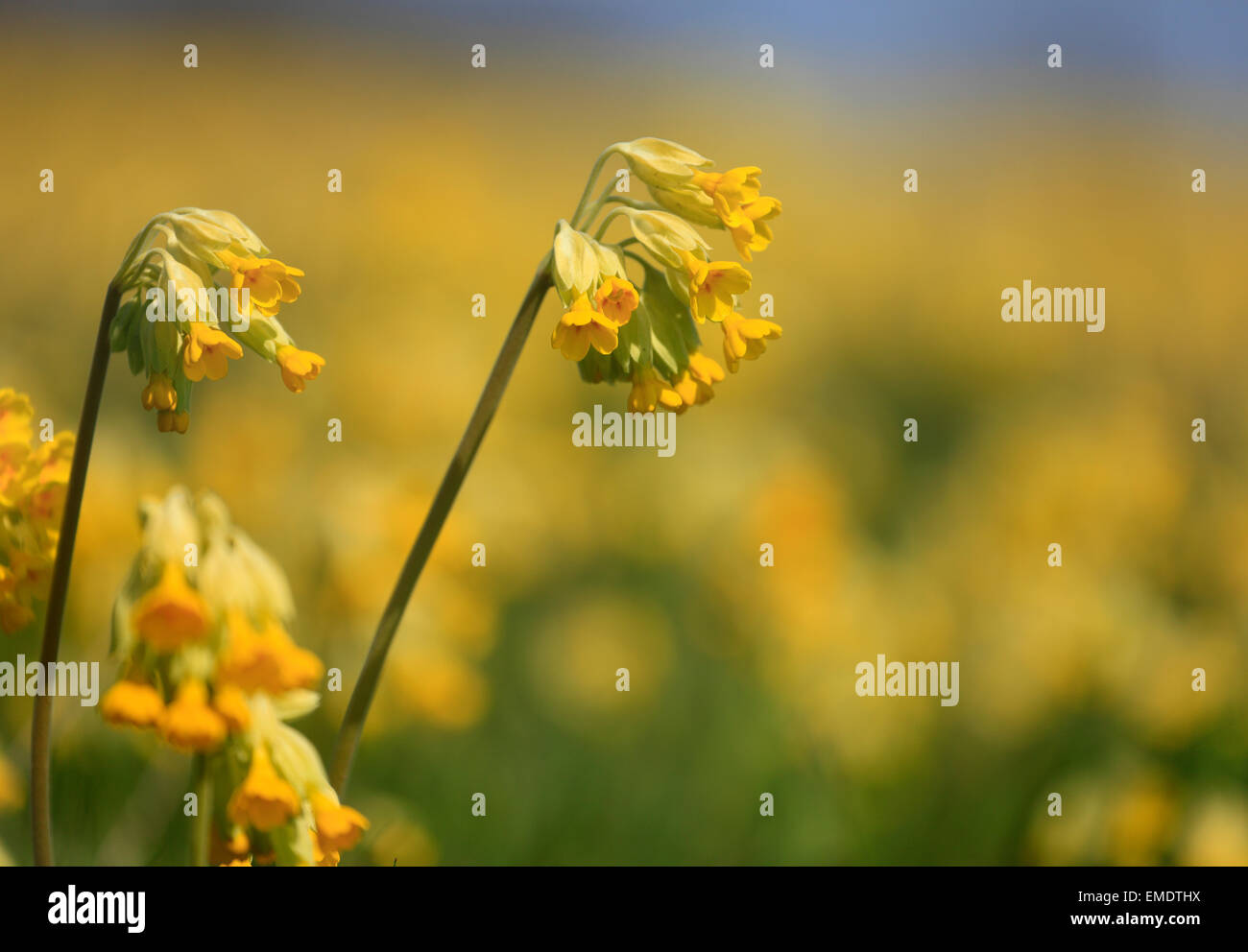 Ringstead, Norfolk, England, UK. 20th April 2015. A field full of ...