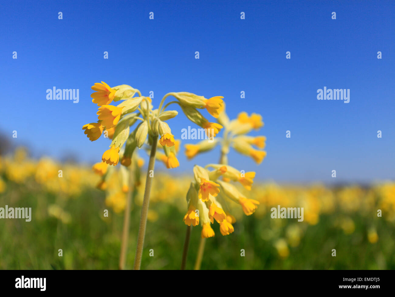 Ringstead, Norfolk, England, UK. 20th April 2015. A field full of ...
