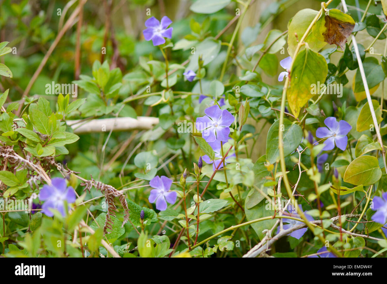 Blue periwinkle hi-res stock photography and images - Alamy