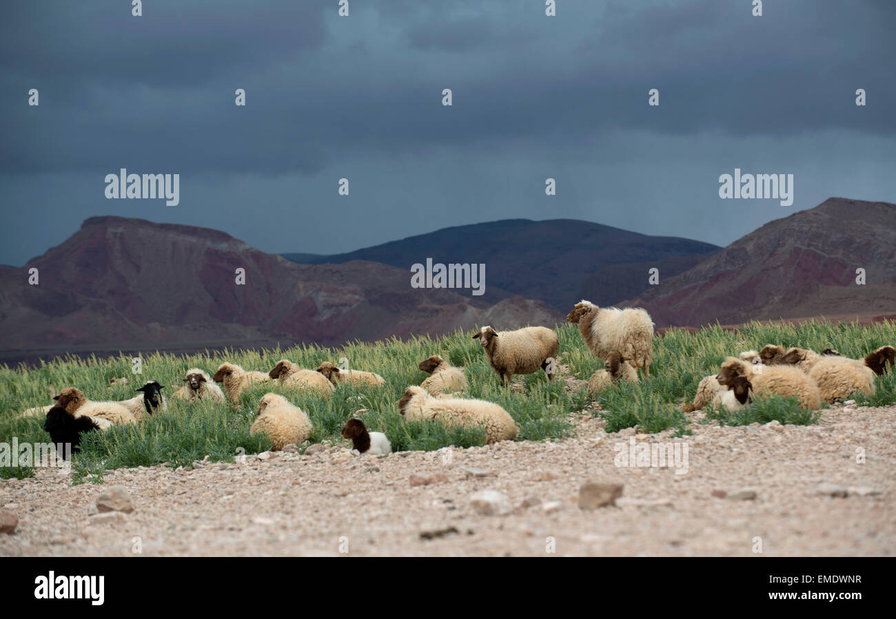 Sheep atlas mountains High Resolution Stock Photography and Images - Alamy
