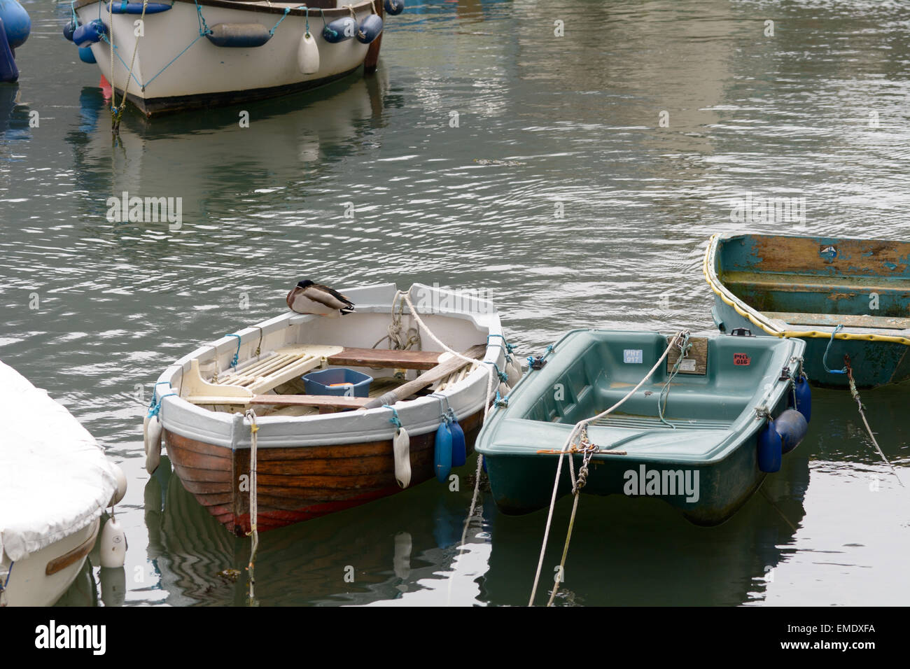 Mallard duck asleep on small boat in Polperro, Cornwall, England Stock ...