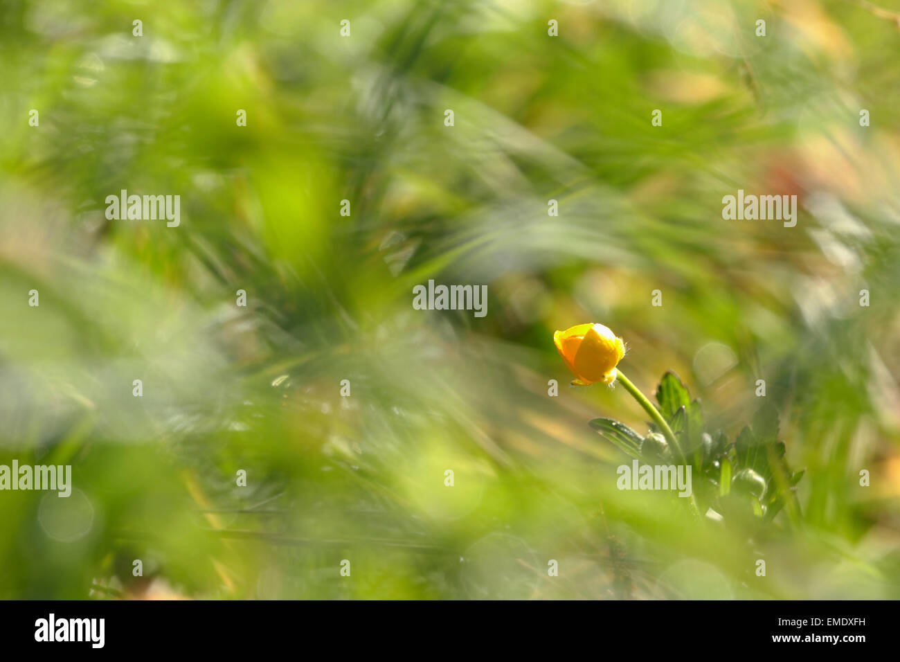 Creative nature photography Stock Photo - Alamy