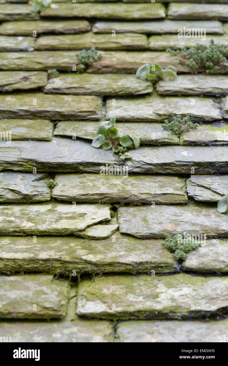 Plants growing in slate hi-res stock photography and images - Alamy