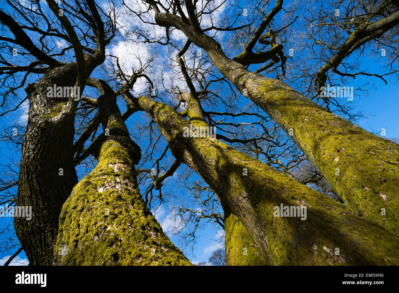 Burrow Hill Tree High Resolution Stock Photography and Images - Alamy