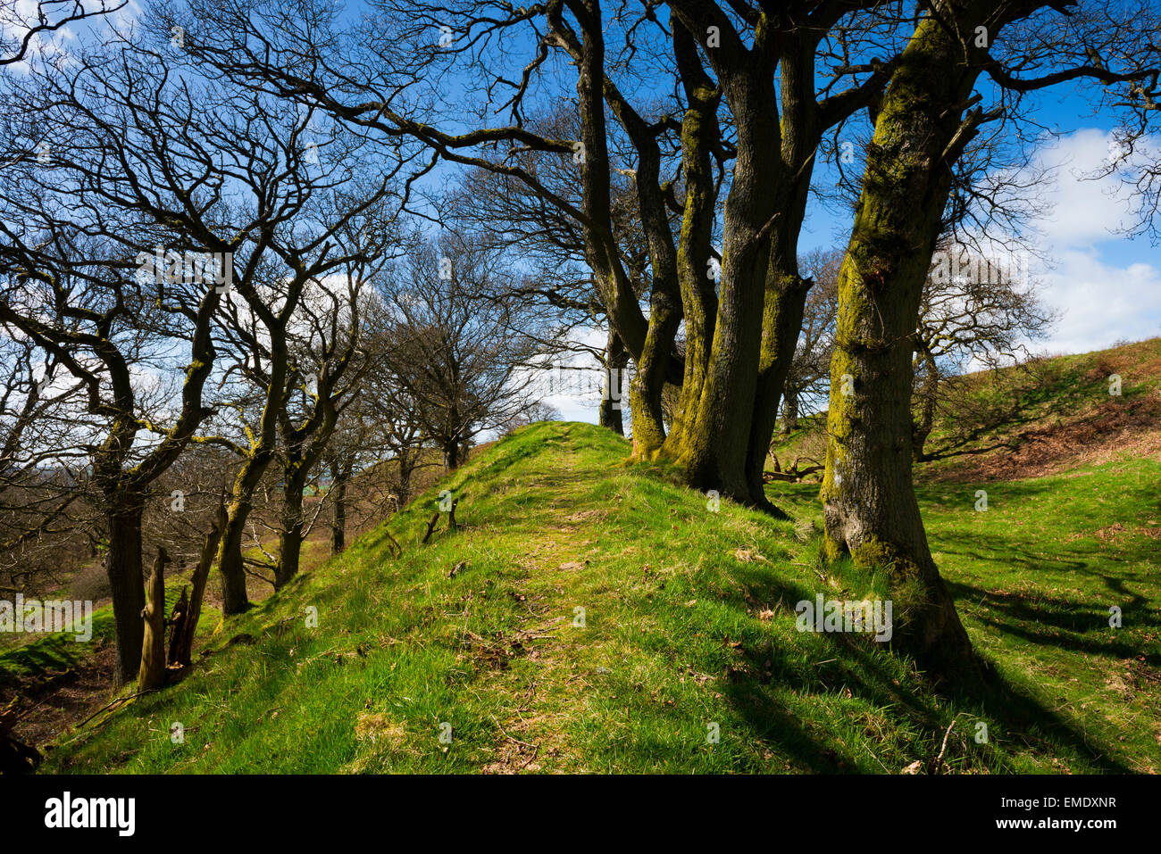 An avenue of trees on the ramparts of Burrow Hill Iron Age hill fort ...