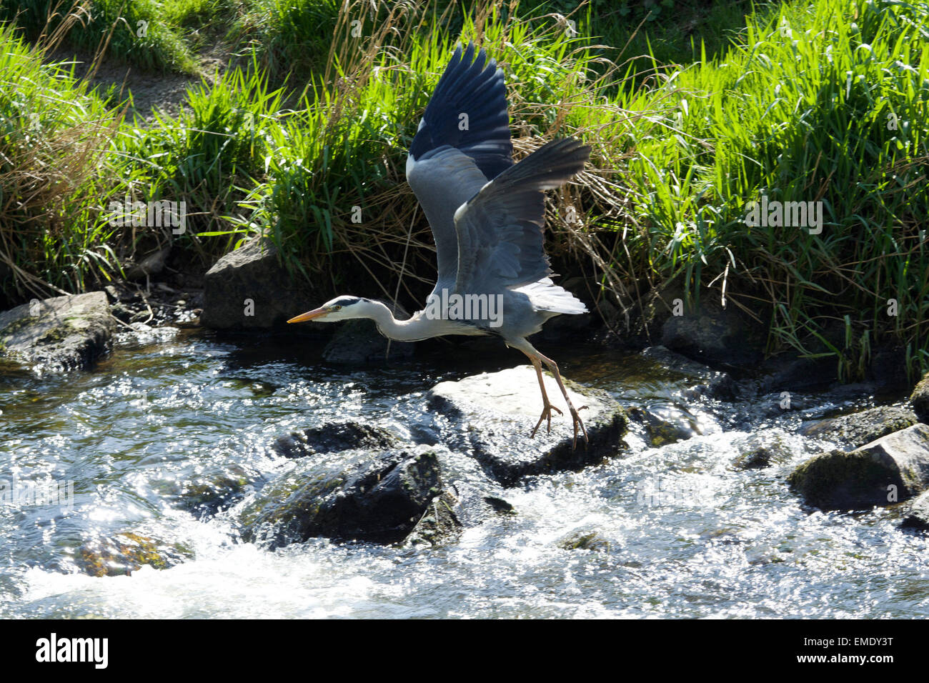 a grey heron flies to look for fish in the river mersey in didsbury ...