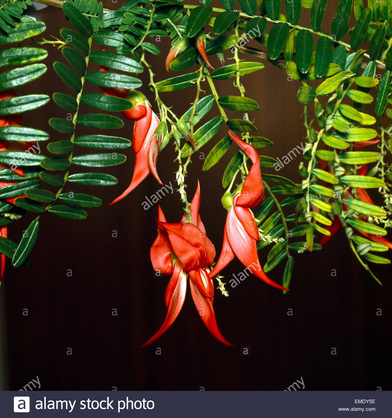 Clianthus Puniceus High Resolution Stock Photography and Images - Alamy