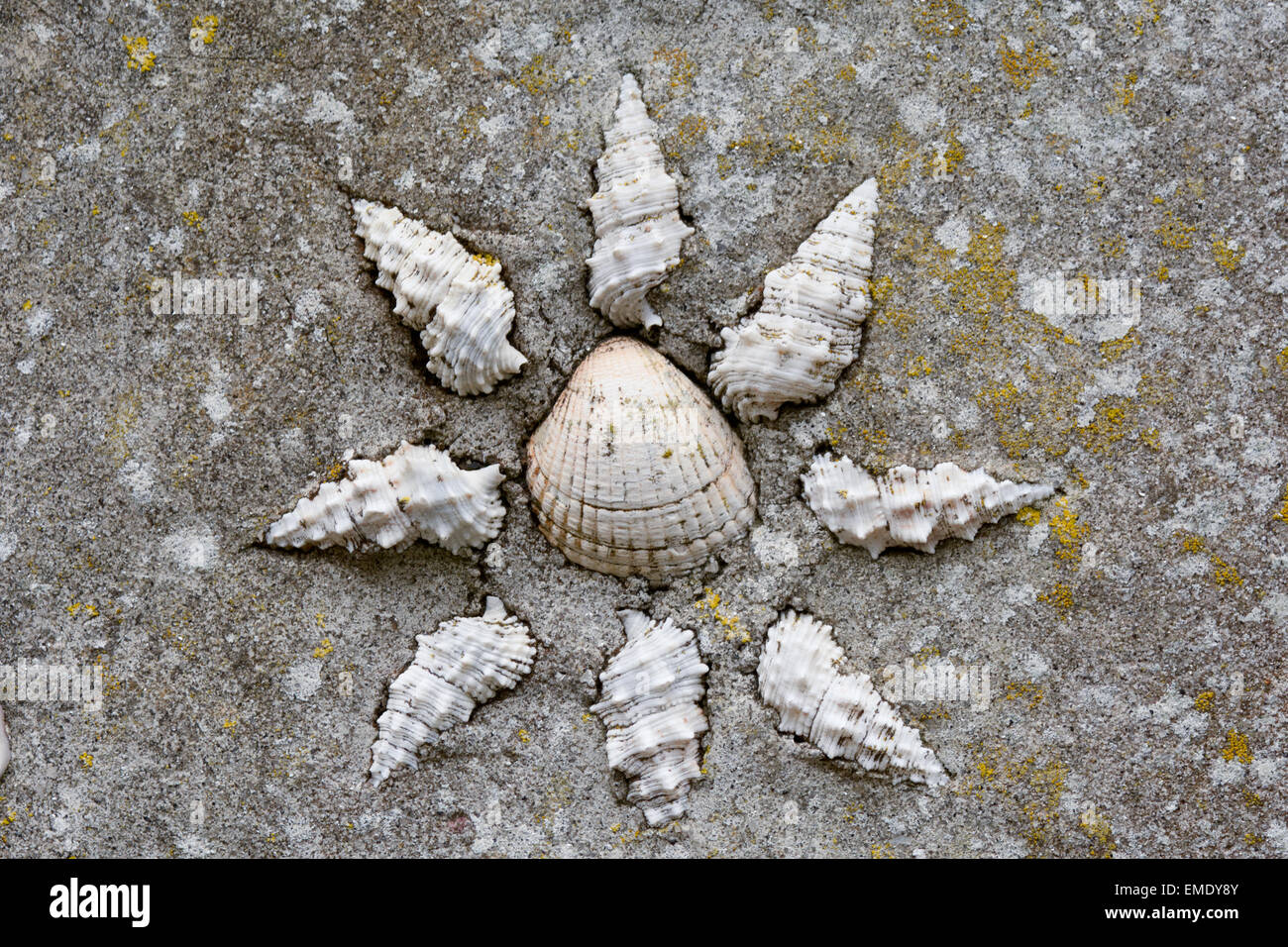 Shell house polperro cornwall hi-res stock photography and images - Alamy