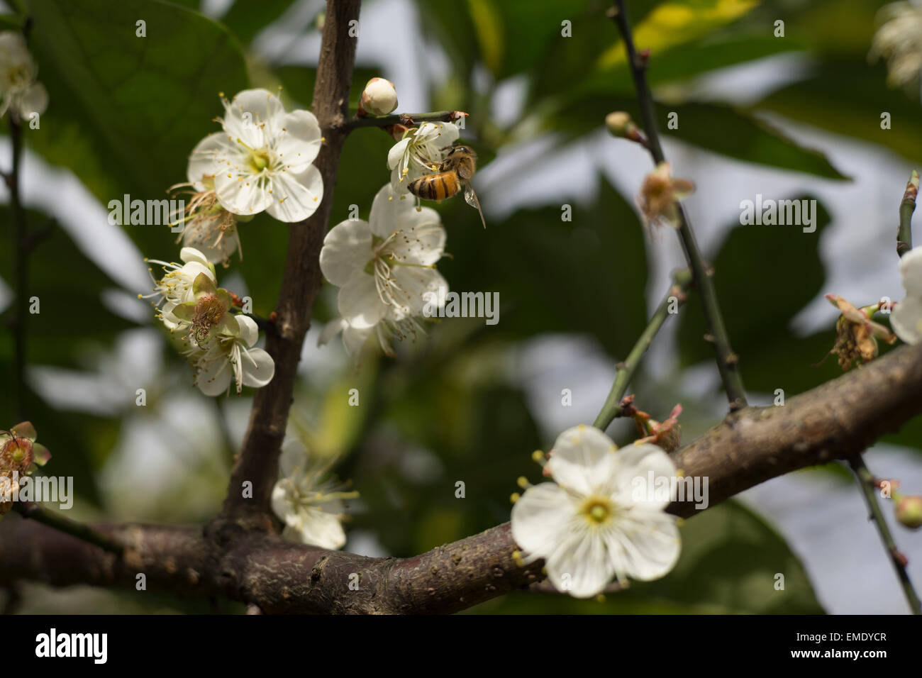 The National Flower of the Republic of China was officially designated ...