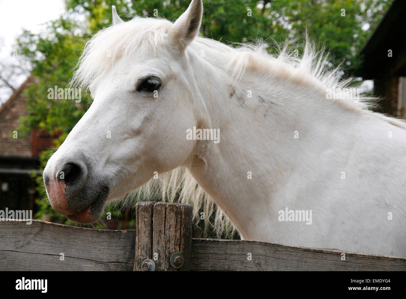 Side view head shot of a gray pony horse Stock Photo - Alamy