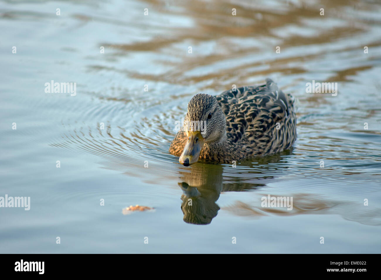 A female mallard duck floating on the pond Stock Photo - Alamy