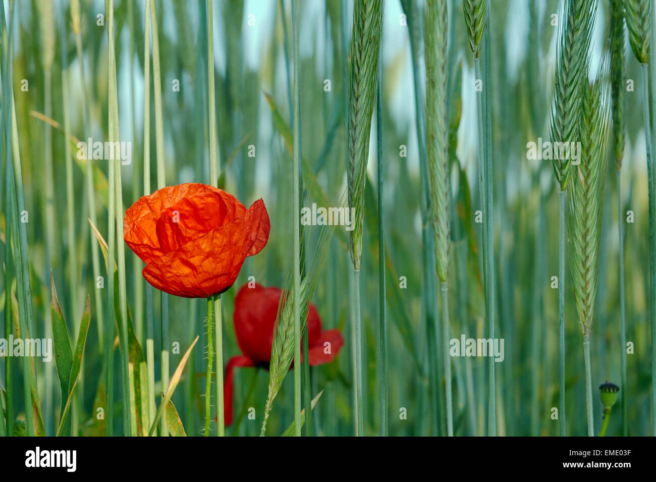 Red poppies growing in crops in Poland Stock Photo - Alamy