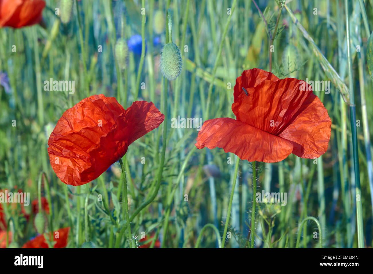 Red poppies growing in crops in Poland Stock Photo - Alamy