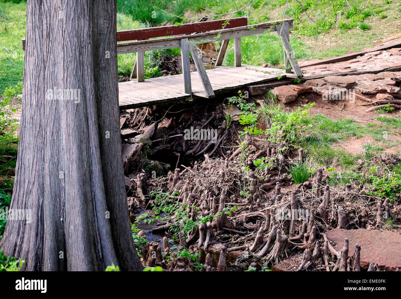 Cypress roots hi-res stock photography and images - Alamy