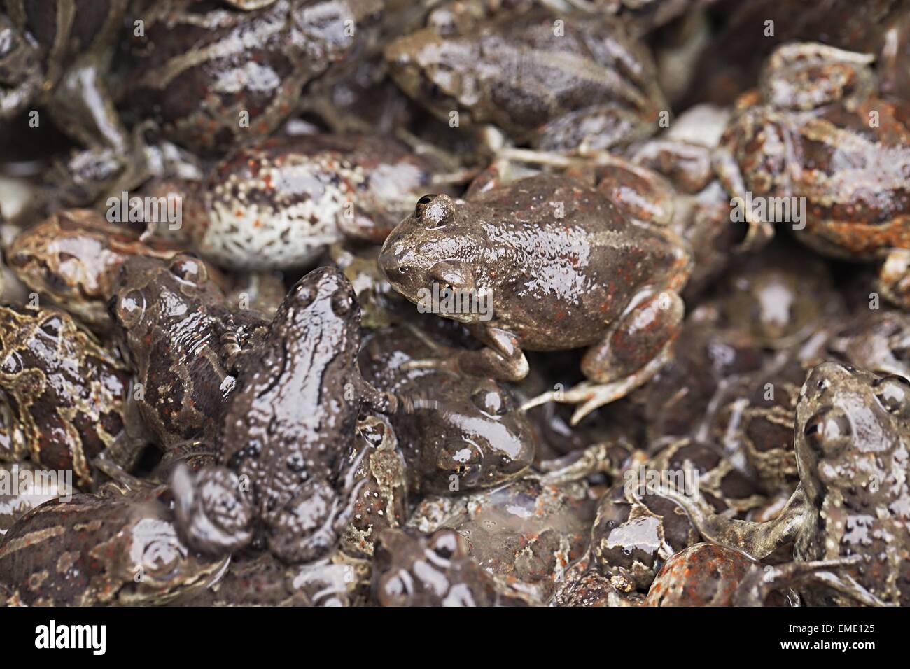 Frogs in a pile Stock Photo - Alamy