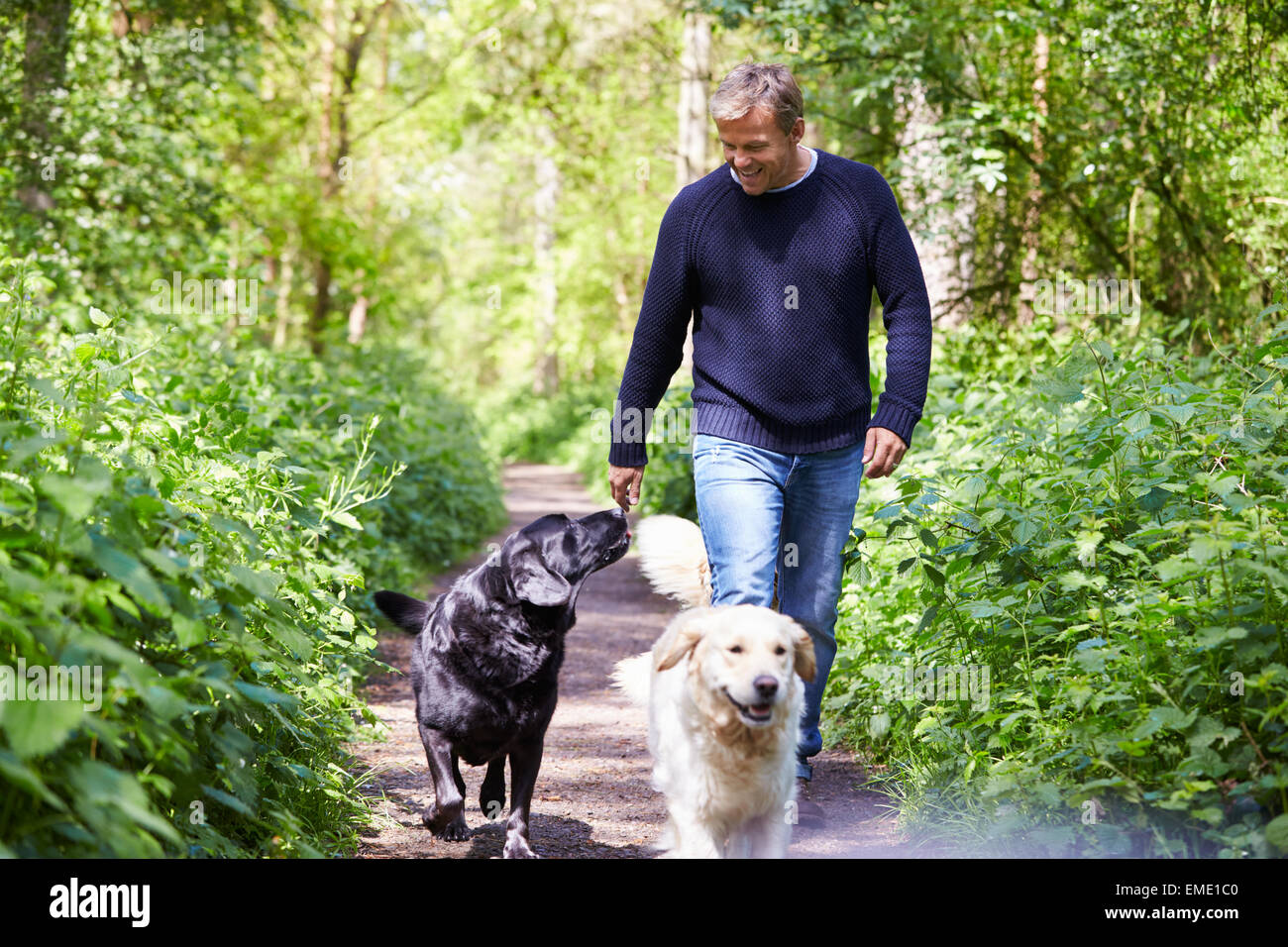 Man Exercising Dogs On Countryside Walk Stock Photo - Alamy