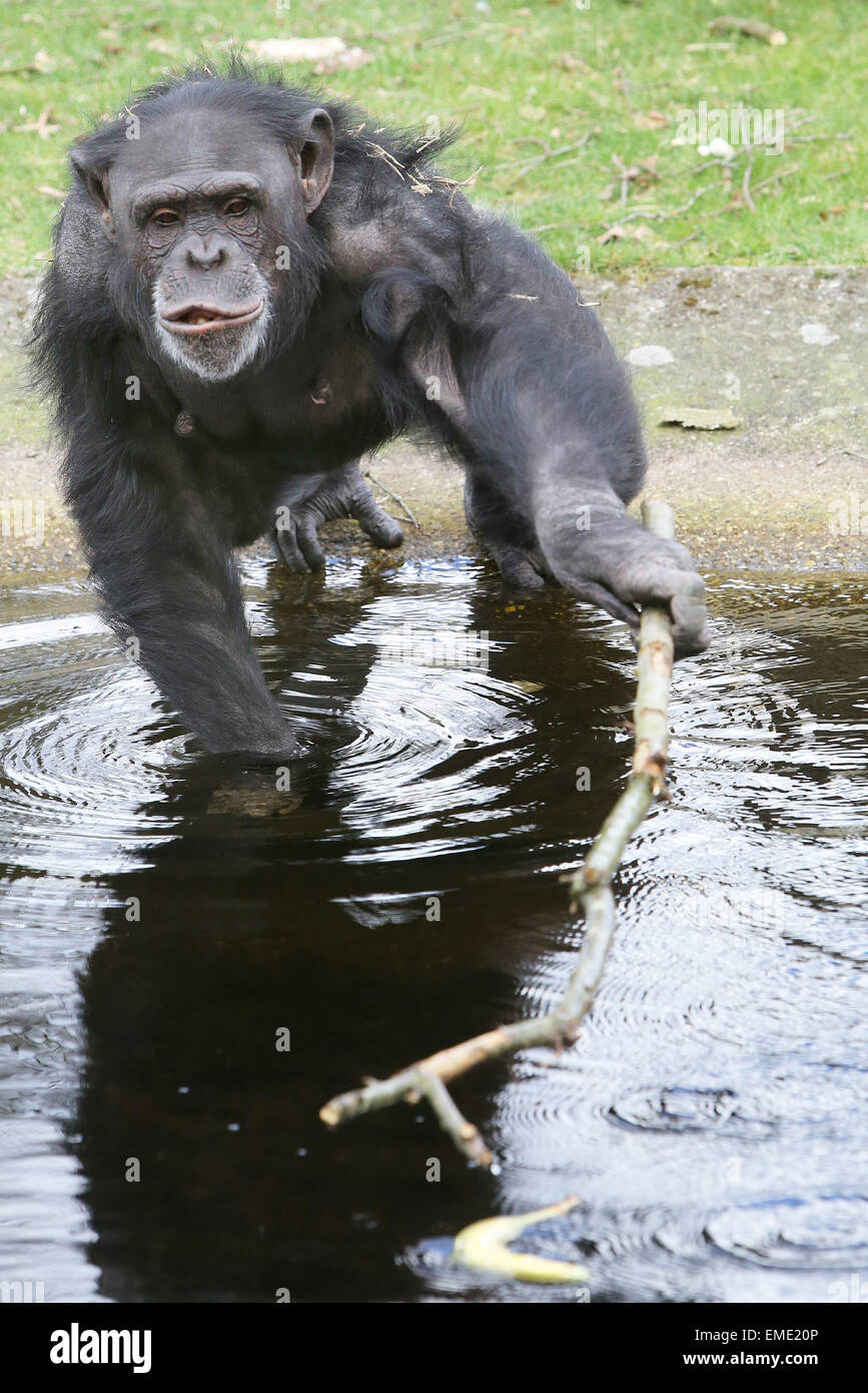 The chimpanzees of Burgers' Zoo use sticks to fish for bananas on a ...